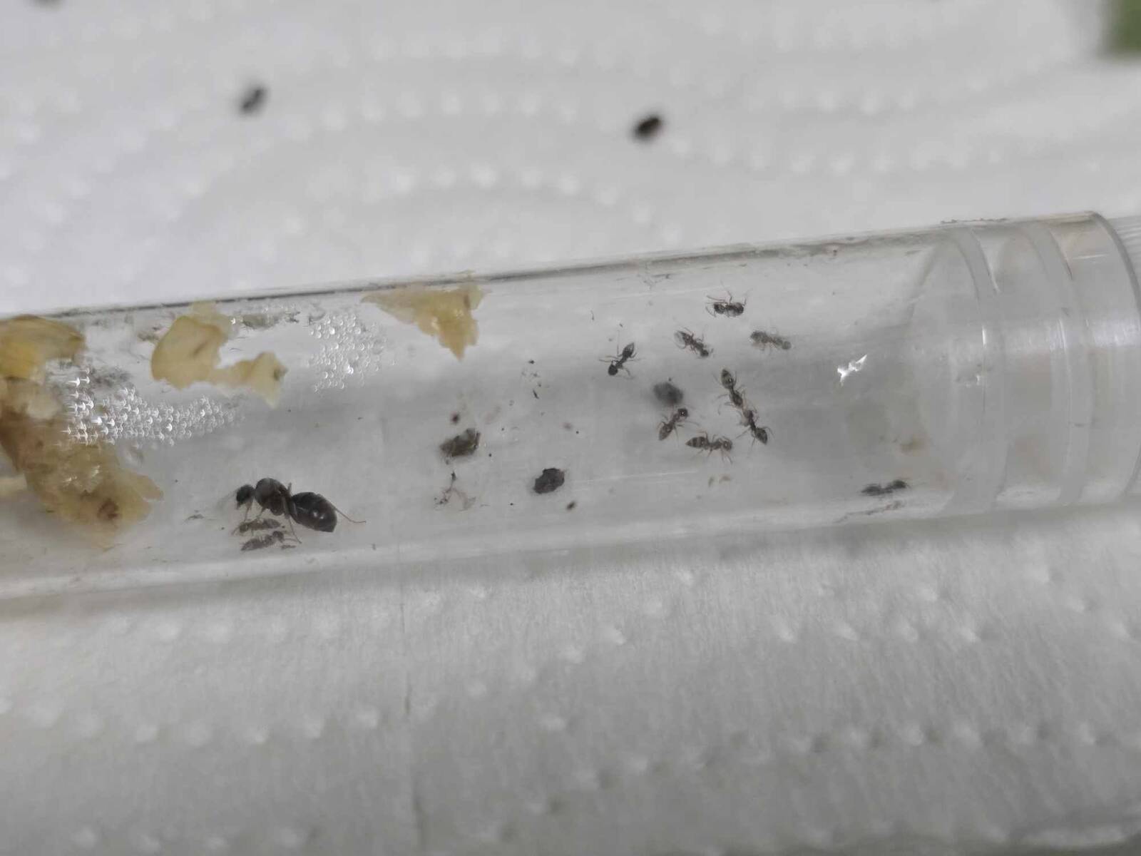 Aphaenogaster Ant Queen With Workers